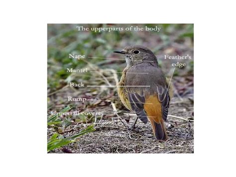 Typesoffeathers 230206161850 F3916cf3 Pptx