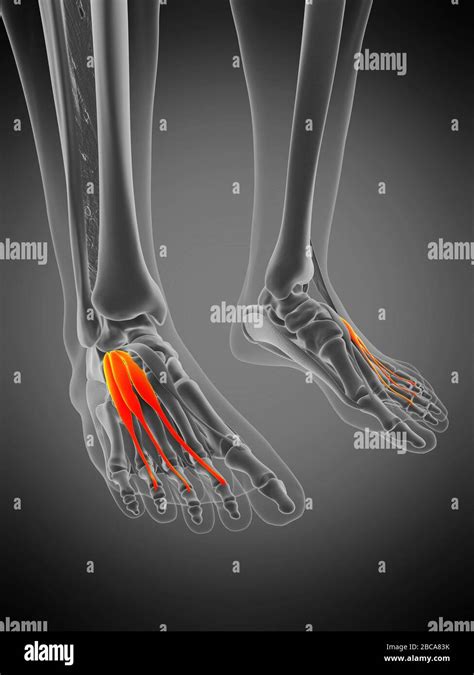 Extensor Digitorum Brevis Learn Muscles