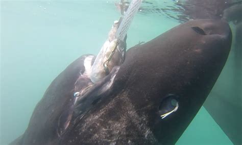 Pacific Sleeper Shark Teeth