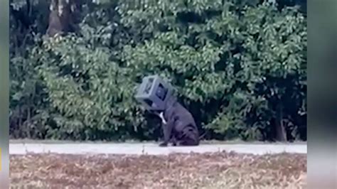 Спасиха куче живяло месеци със заклещена в касетка глава Nova