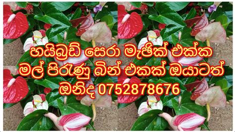 හයිබ්‍රිඩ් සෙරා මැඡික් එකක් එකක් මල් පිරැණු බින් එකක් ගන්න ආසවෙන් ඉන්න කෙනෙක්ට සුපිරිම වාසියක්
