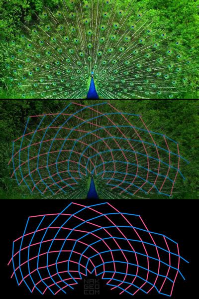 Naked Geometry Photo