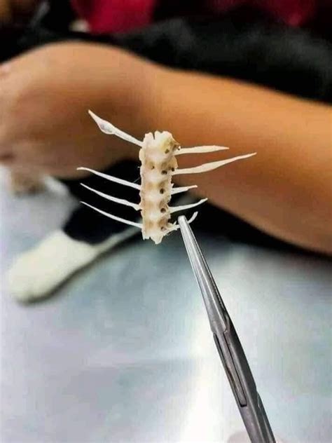 မေကမ မေကမ္ဘာတိရစ္ဆာန်အထွေထွေရောဂါကုဆေးခန်း မန္တလေးမြို့