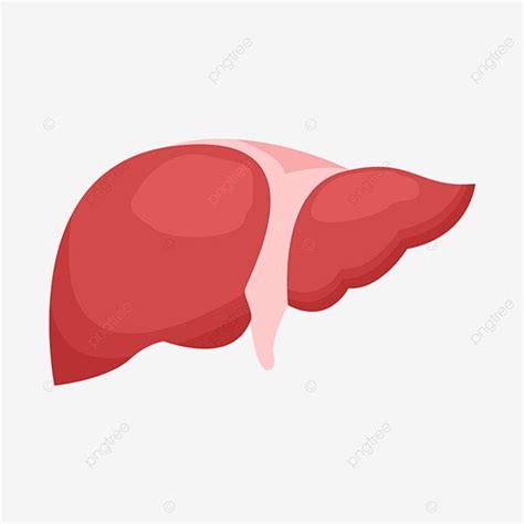 인간 장기 간 클립 아트 사람 기관 오르간 Png 일러스트 및 벡터 에 대한 무료 다운로드 Pngtree 배경 템플릿 기술 포스터 배경
