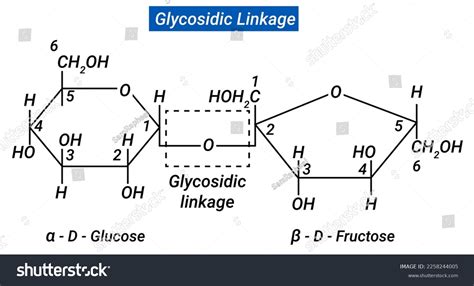 Glycosidic Linkage Two Monosaccharides Joined Together Stock Vector Royalty Free 2258244005