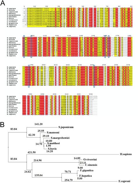 Evolutionary Sequence Analysis A Multiple Sequence Alignment Of