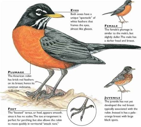 American Robin Classification