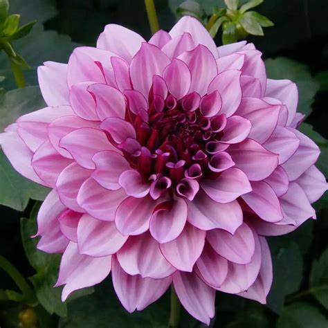 Buy Dahlia Creme De Cassis Plants Free Shipping Over 150