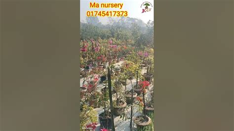 মাল্টি কলার বাগান বিলাস ফুল গাছ Shortvideo মাল্টি কালার বাগান বিলাস ফুল গাছ Flowers Viral