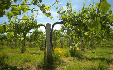 4 Styles of Vinho Verde That You Should Be Drinking This Summer ...