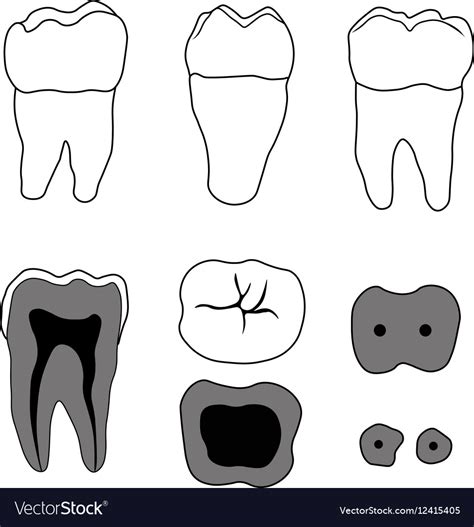 Molar Tooth Royalty Free Vector Image Vectorstock