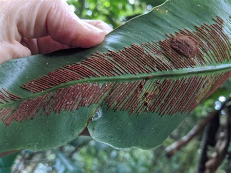 Asplenium Australasicum Ferns And Lycophytes Of The World