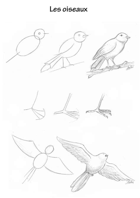 Pin De Arindam Paul En Drawing Boceto De Aves Cómo Dibujar Aves