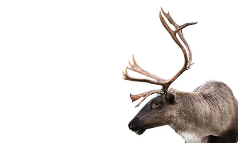 The Cree And The Innu Continue To Strengthen Their Relations To Protect