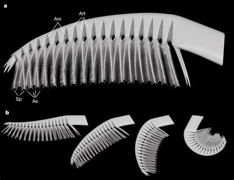 Tamisiocaris Alchetron The Free Social Encyclopedia