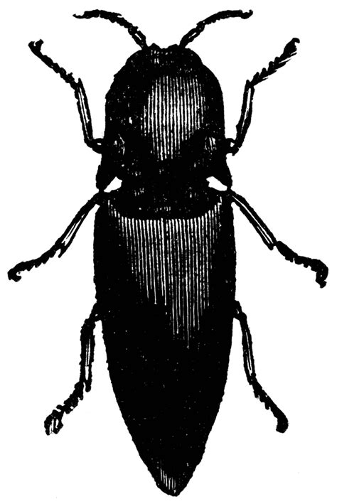 Cucuyo Pyrophorus Noctilucus Clipart Etc