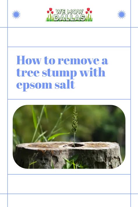 How To Remove A Tree Stump With Epsom Salt In Tree Stump Spring Lawn Care Lawn Care