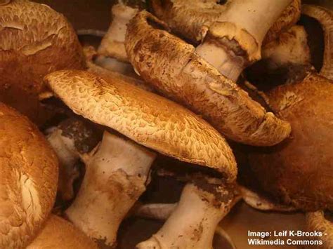 24 Types Of Brown Mushrooms With Pictures Identification Guide