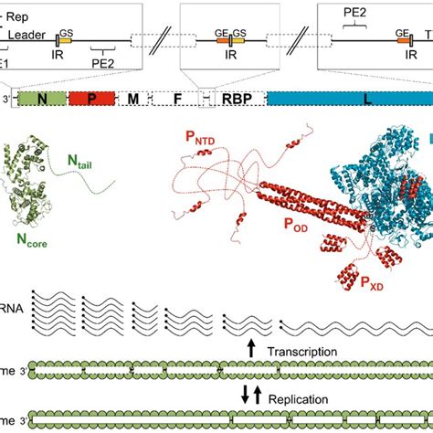Organization And Structure Of The Components Of The Rna Synthesis Download Scientific Diagram