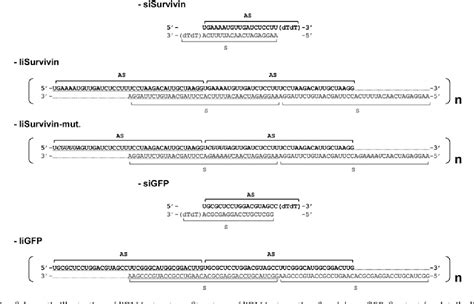 Figure 1 From Long Double Stranded Rna Mediated Rna Interference And Figure 1 From Long Double Stranded Rna Mediated Rna Interference And
