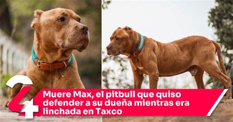 Muere Max El Pitbull Que Quiso Defender A Su Dueña Mientras Era