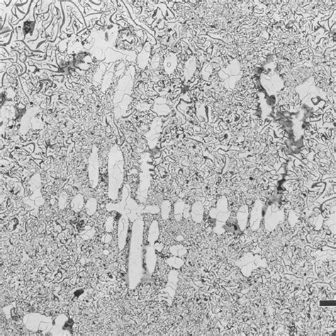 21 Microstructure Of A Fully Ferritic Ductile Iron Specimen The Download Scientific Diagram