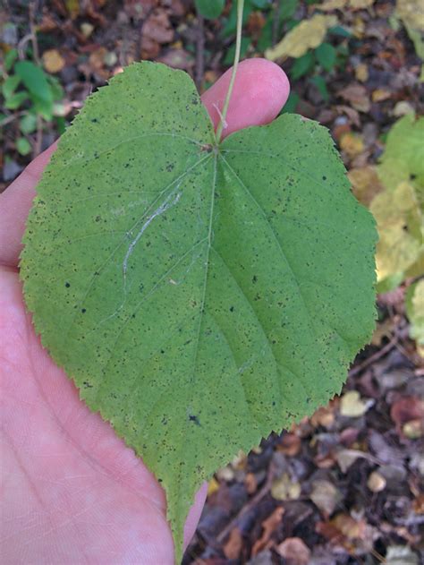 Basic Tree Tree Identification Regional And Community Forestry