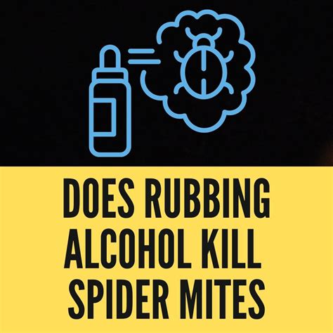 Does Rubbing Alcohol Kill Spider Mites