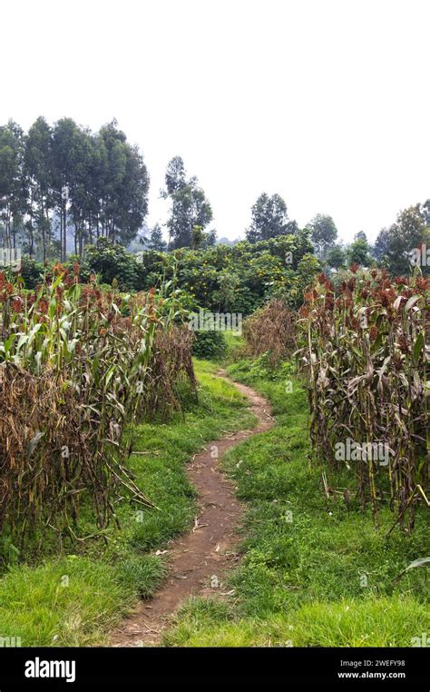 Small Plot Agriculture In Rwanda With Sorghum Growing And A Small Path