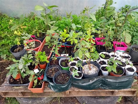 Creating An Oak Forest Trees Forum At Permies