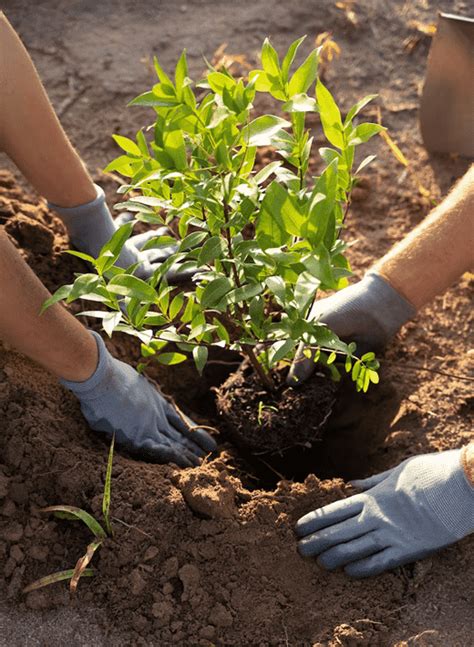 Tree Fertilization Salt Lake City UT Green Pointe Tree Care