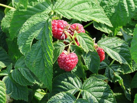 Raspberry Shortcake Bush Raspberry Lowberry® Ruby Best® Young