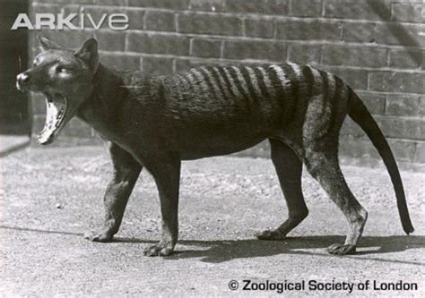 The Thylacine Or Tasmanian Tiger Hubpages