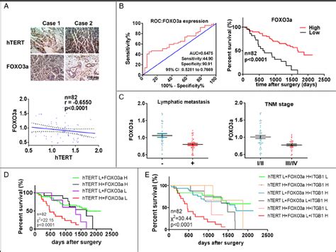 The Level Of Human Telomerase Reverse Transcriptase Htert Is