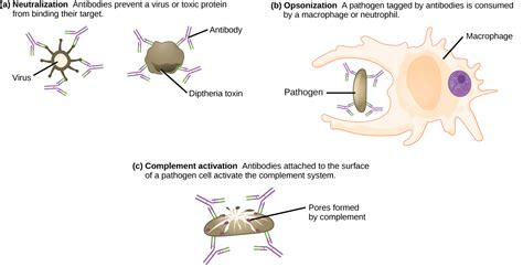 Antibody Functions Biology For Majors Ii