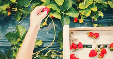 7 Benefícios Incríveis Do Morango Para Saúde E Beleza