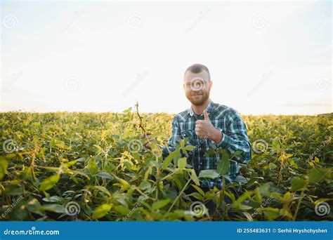 Agronomist Inspecting Soya Bean Crops Growing In The Farm Field