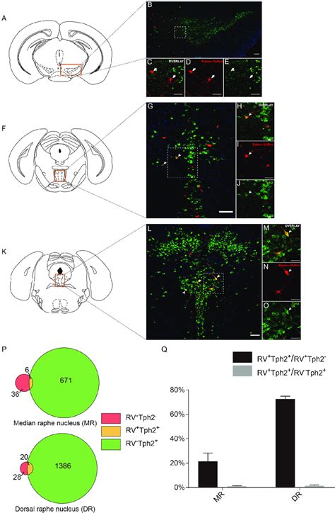 Neurochemical Characterization Of Rabies Labeled Acc Projecting Download Scientific Diagram