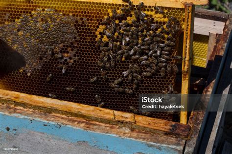 꿀벌로 가득 찬 벌집을 들고 있는 양봉가 꿀벌은 벌집 프레임을 검사하고 있습니다 양봉 개념 0명에 대한 스톡 사진 및 기타