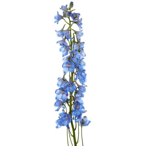 Light Blue Delphinium