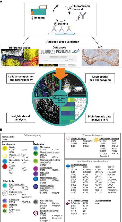 Frontiers Unveiling Spatial Complexity In Solid Tumor Immune