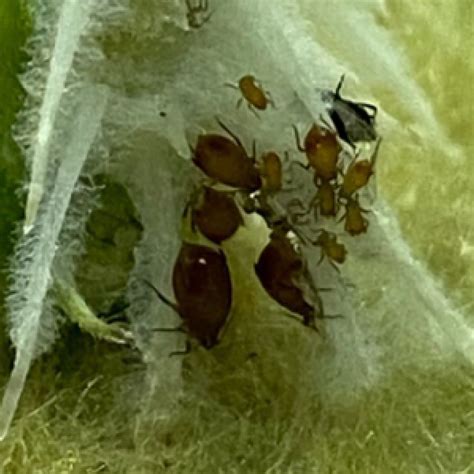 Rice Root Aphid Biobee