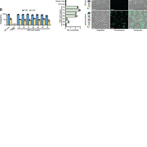 Assessment Of Pam Preferences And Rna Guided Dna Integration Activity