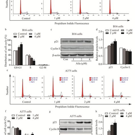 Ailanthone Induces Cells Cycle Arrest And Regulates Cell Cycle Related