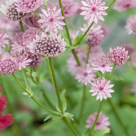 Szkółka Bylin Dobrepole Astrantia Major Ruby Cloud Jarzmianka Większa