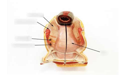 Female Anatomy 1 Diagram Quizlet