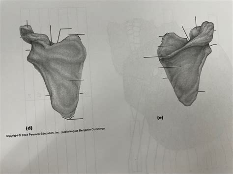 Bones 6 Diagram Quizlet