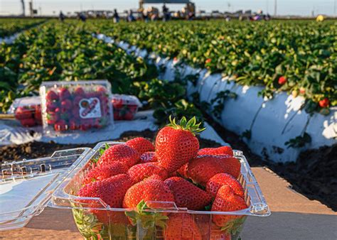 Rains Hinder Early Season Picking For Southern California Strawberries