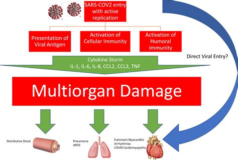 Myocarditis Echo Findings Myocarditis The Disease Is Commonly