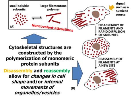 Lecture The Cytoskeleton Flashcards Quizlet Lecture The Cytoskeleton Flashcards Quizlet